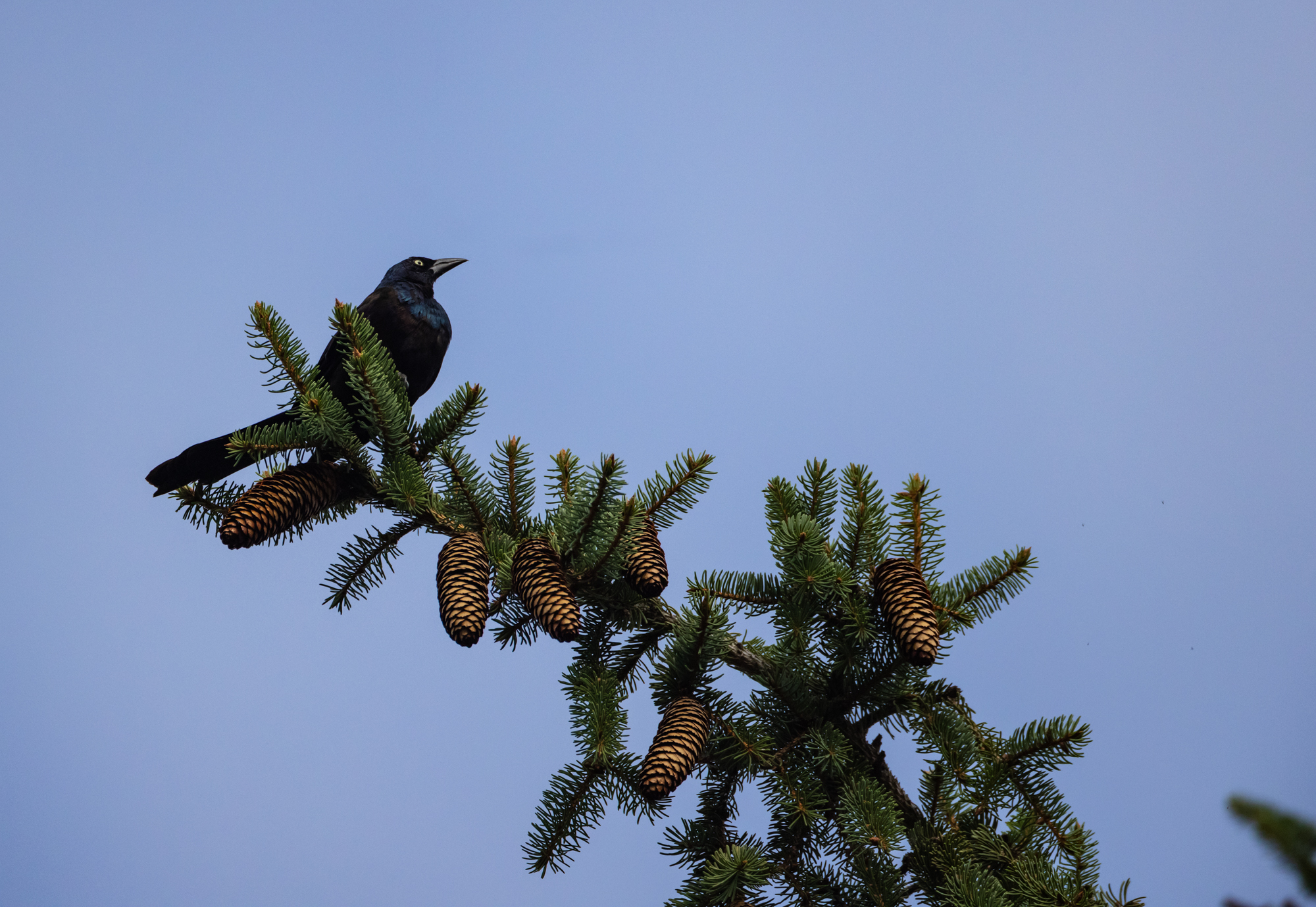 Nature & Wildlife - Photography - FM Forums