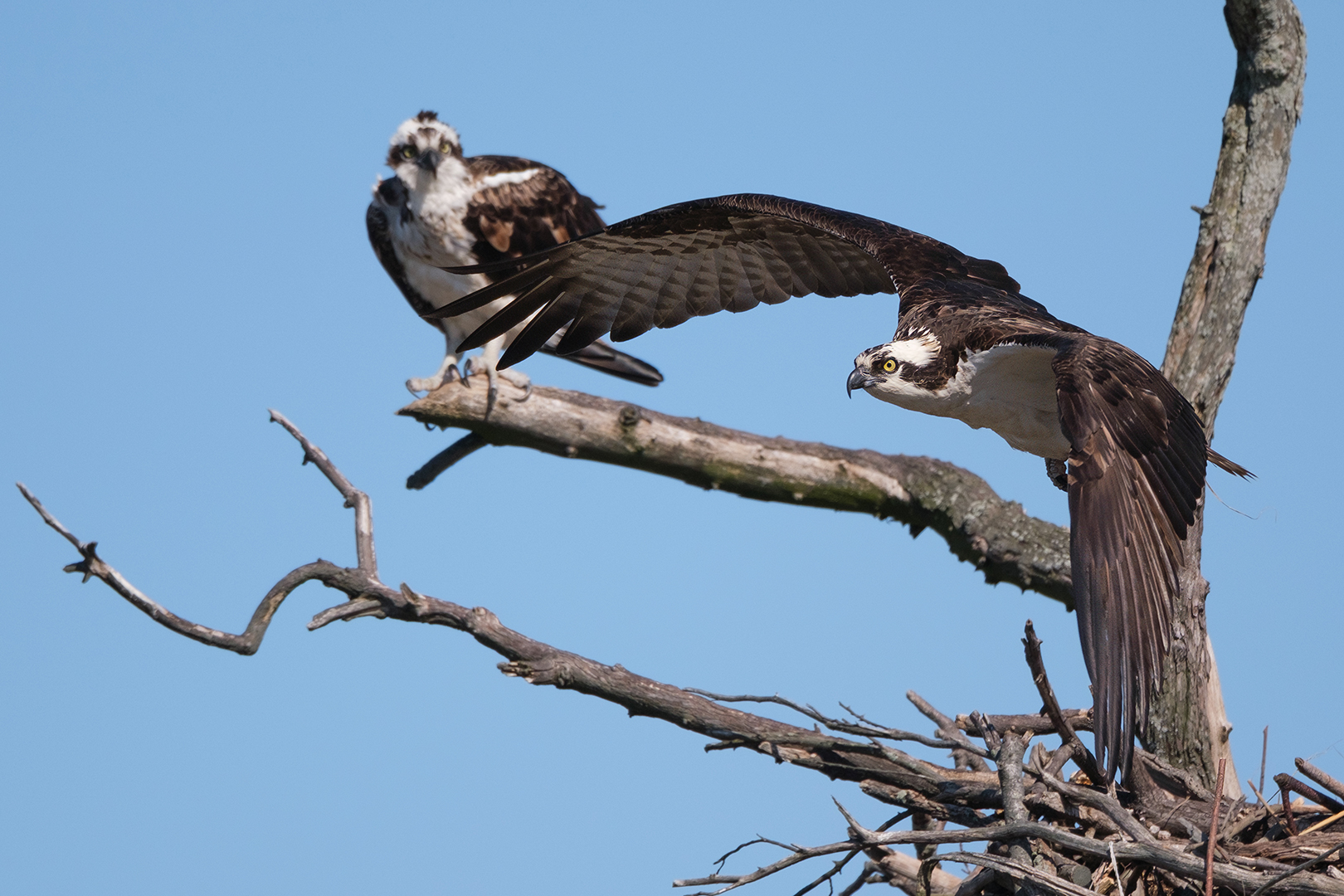 Nature & Wildlife - Photography - FM Forums
