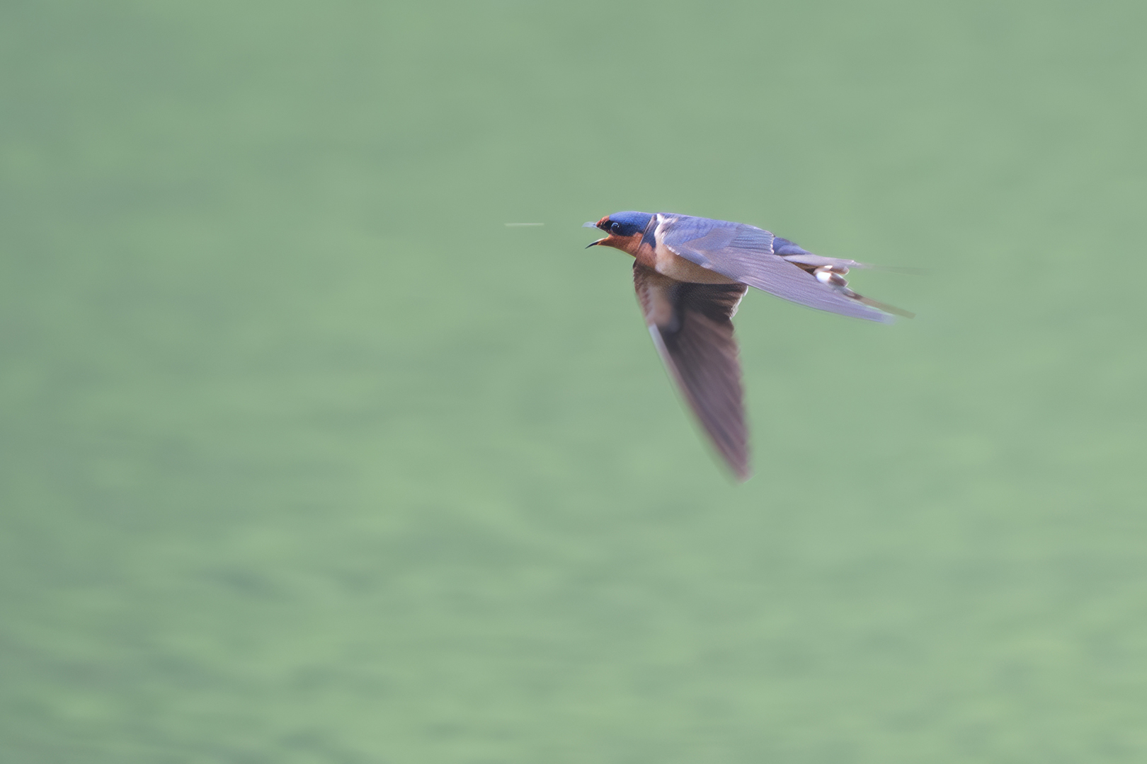Barn Swallow flight assortment - Nature & Wildlife - Photography - FM ...