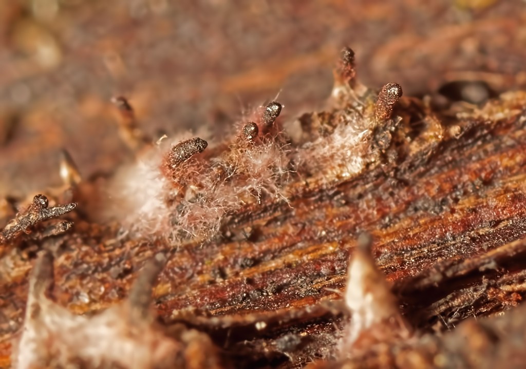 Macro World - Photography - FM Forums