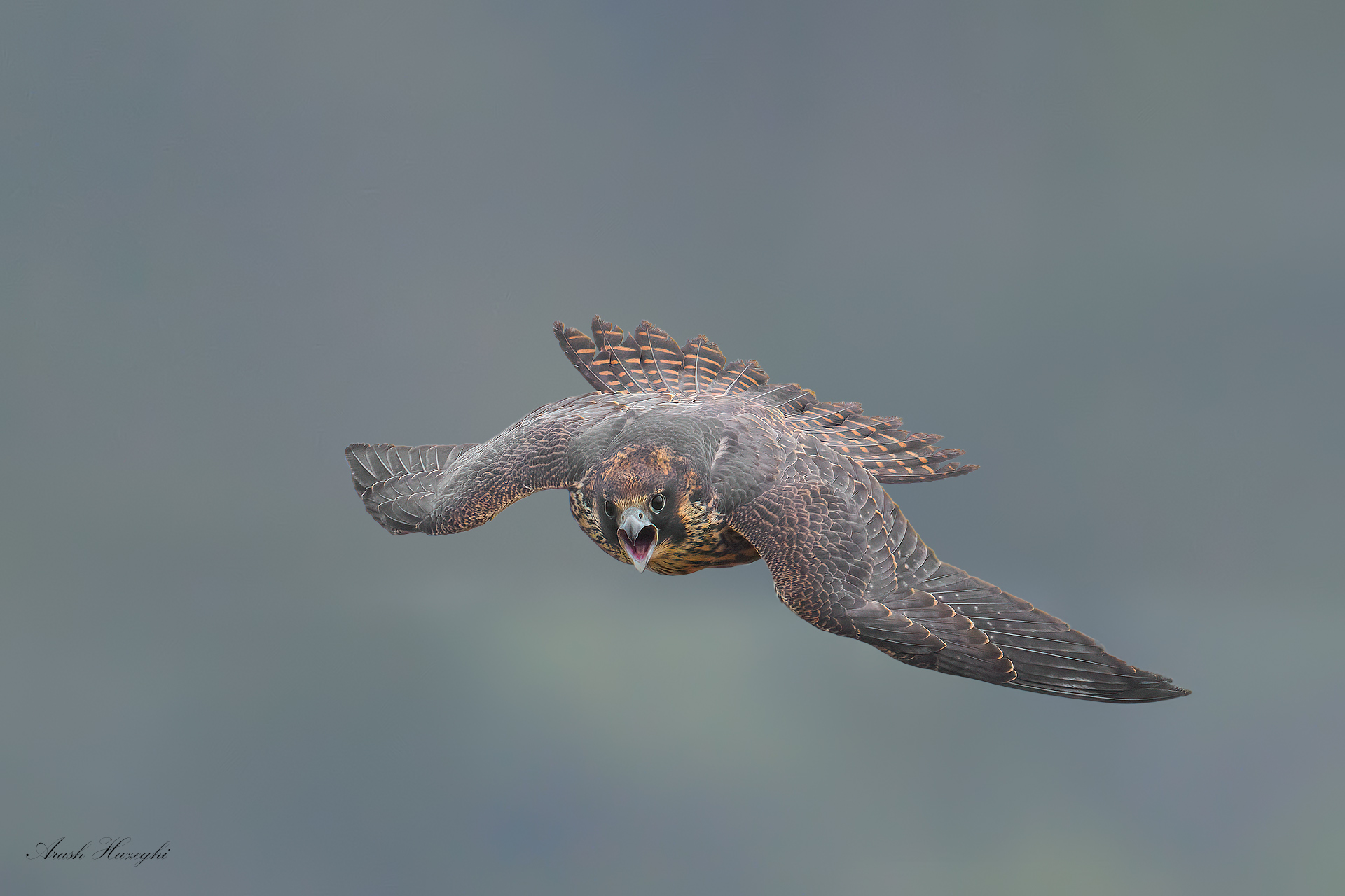Nature & Wildlife - Photography - FM Forums