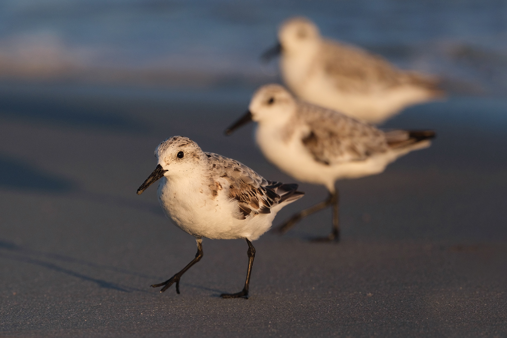 Nature & Wildlife - Photography - FM Forums