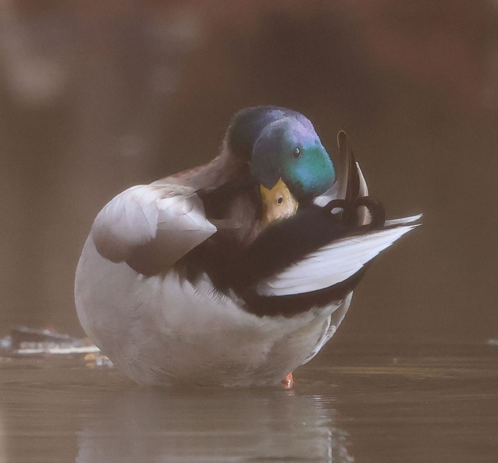 Nature & Wildlife - Photography - FM Forums