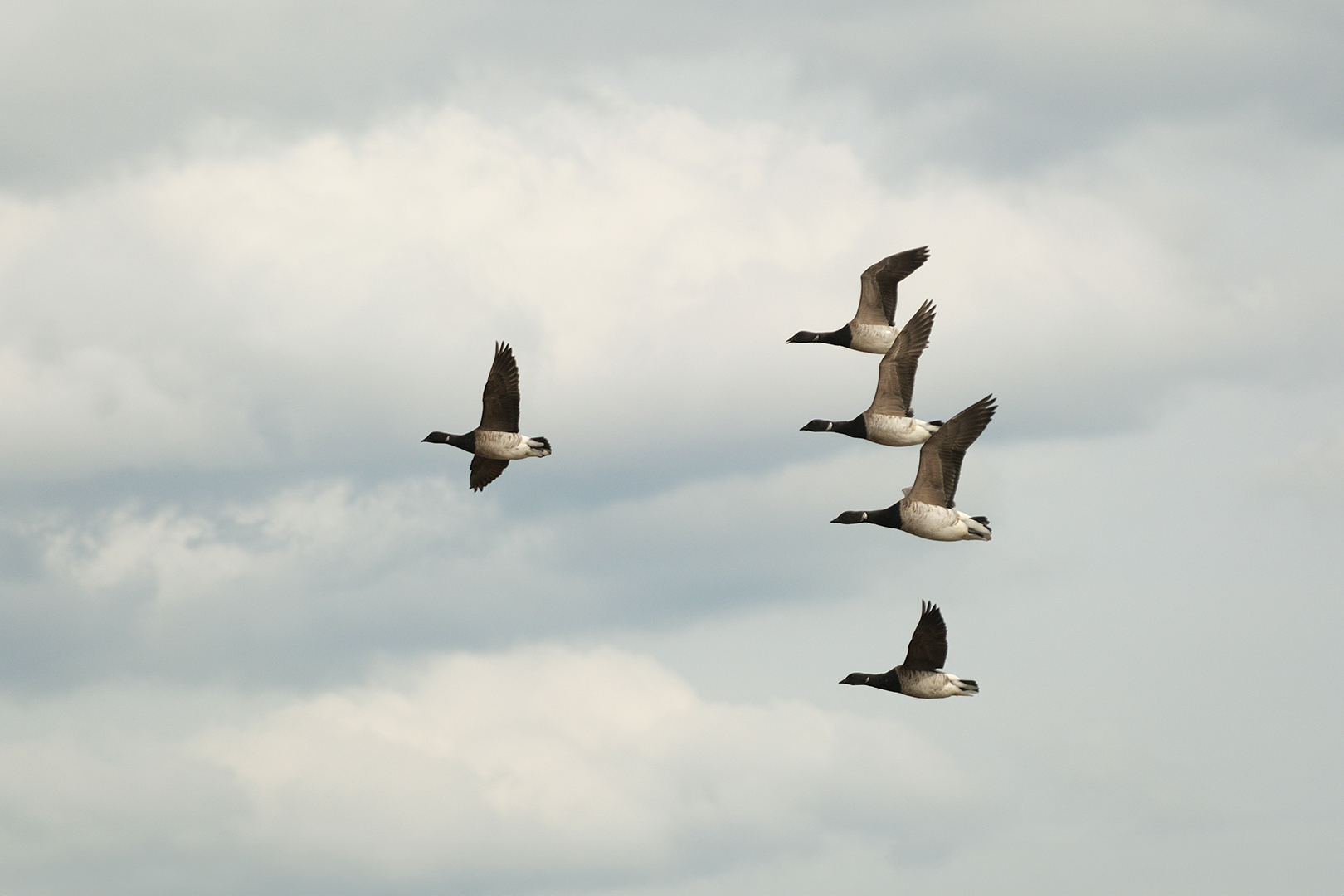 Nature & Wildlife - Photography - FM Forums