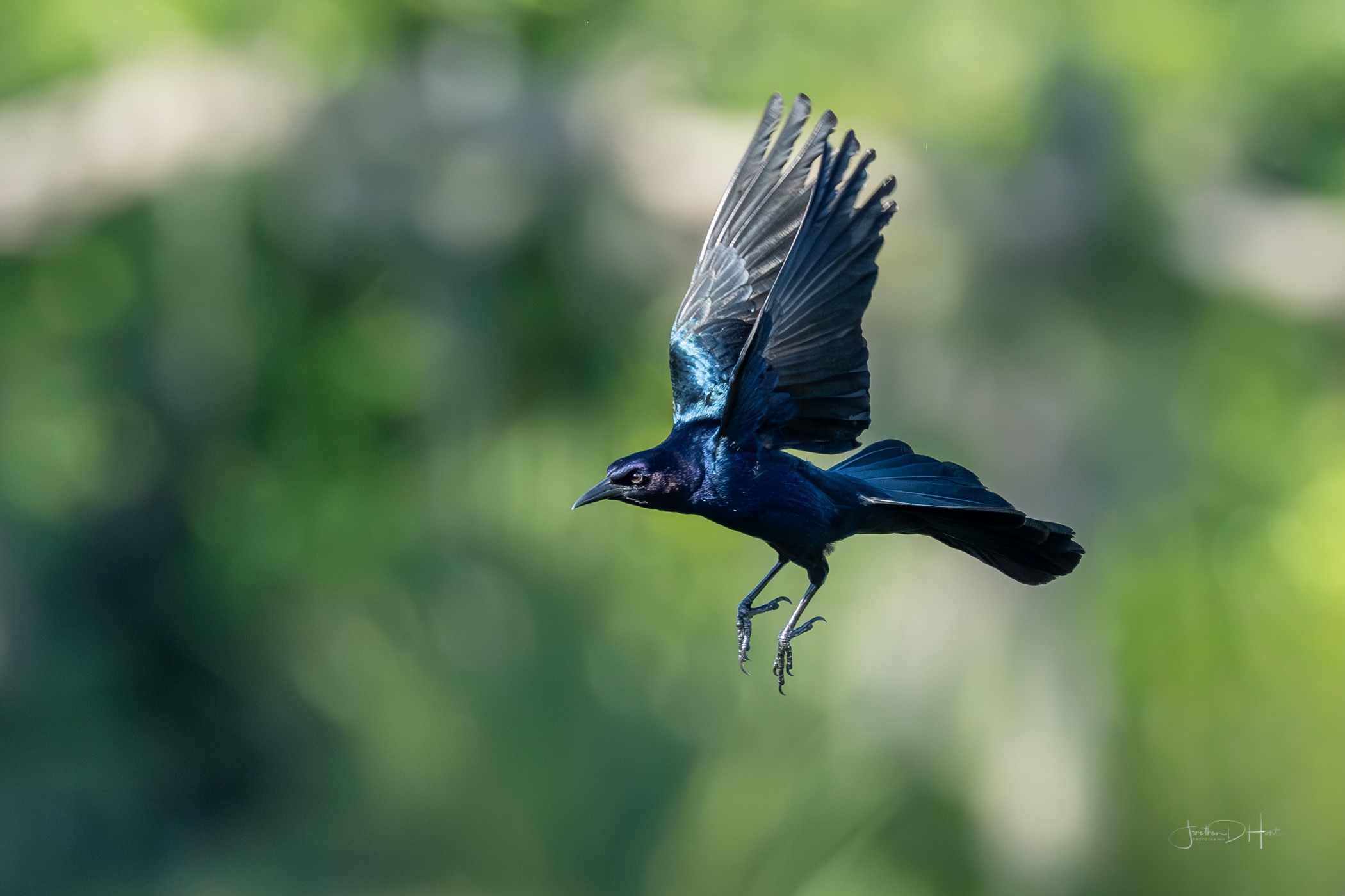 Nature & Wildlife - Photography - FM Forums