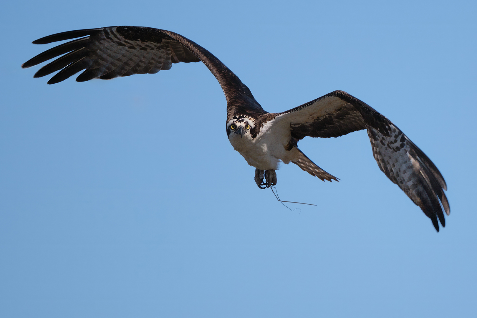Nature & Wildlife - Photography - FM Forums