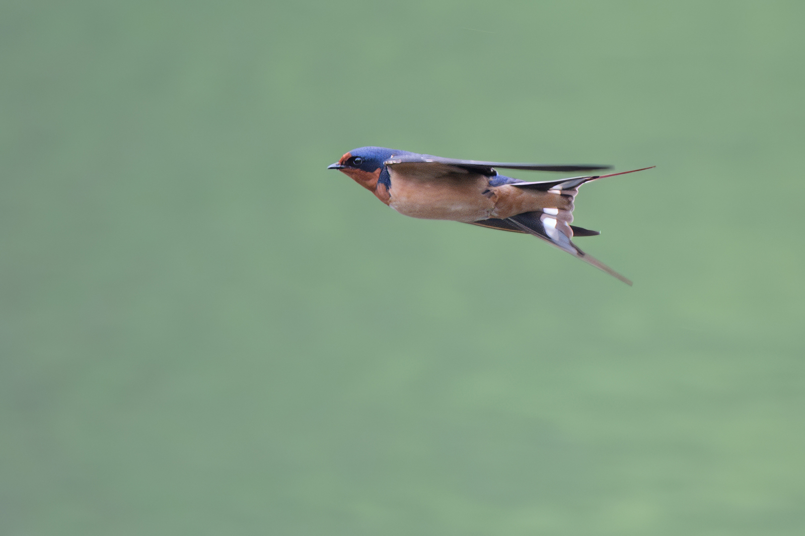 Barn Swallow flight assortment - Nature & Wildlife - Photography - FM ...