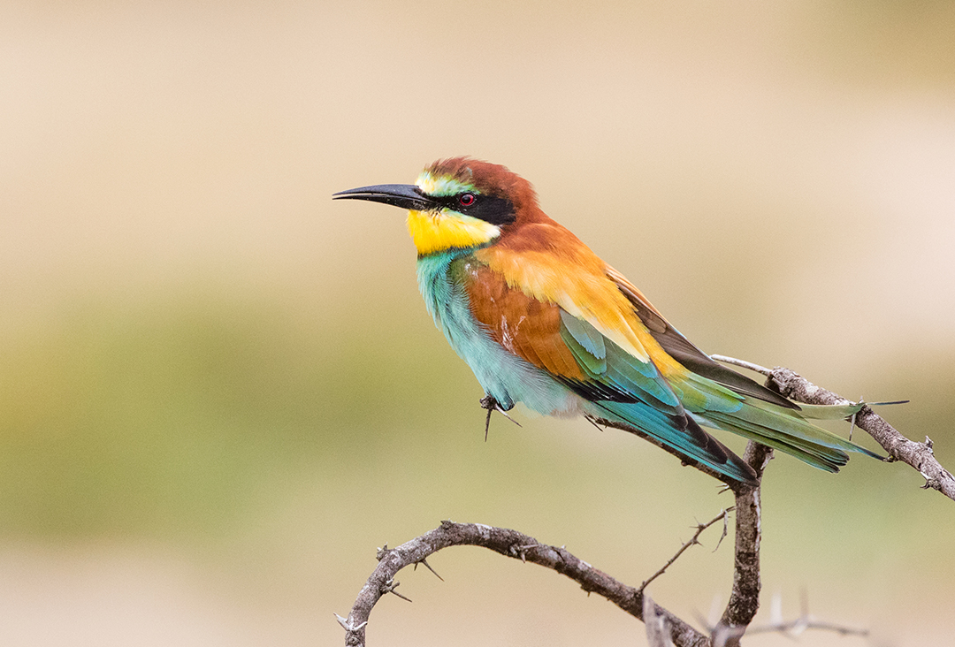 Nature & Wildlife - Photography - FM Forums