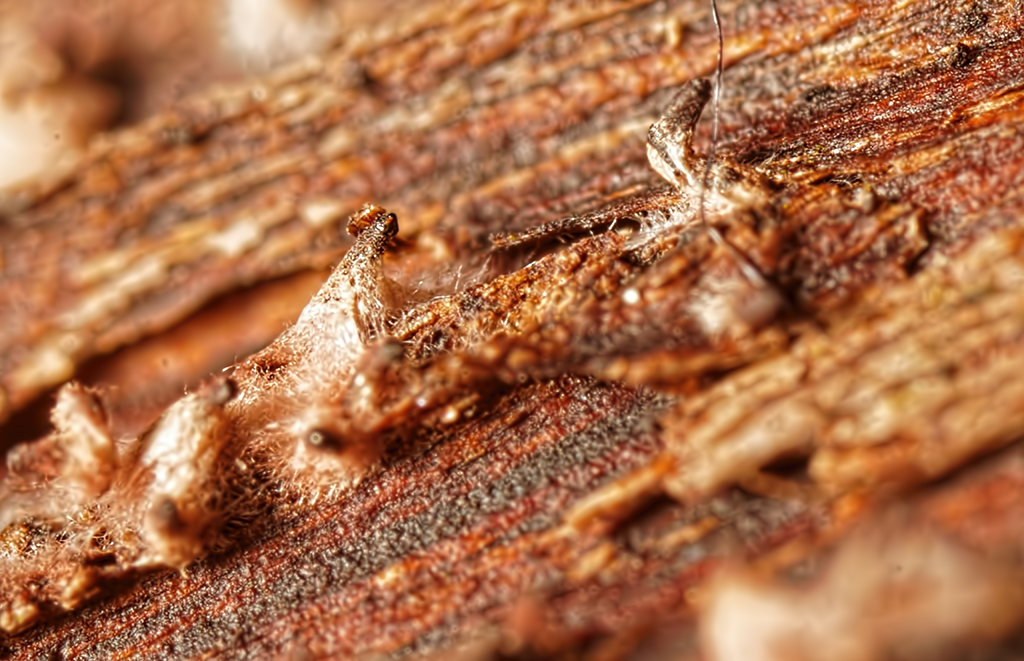 Macro World - Photography - FM Forums