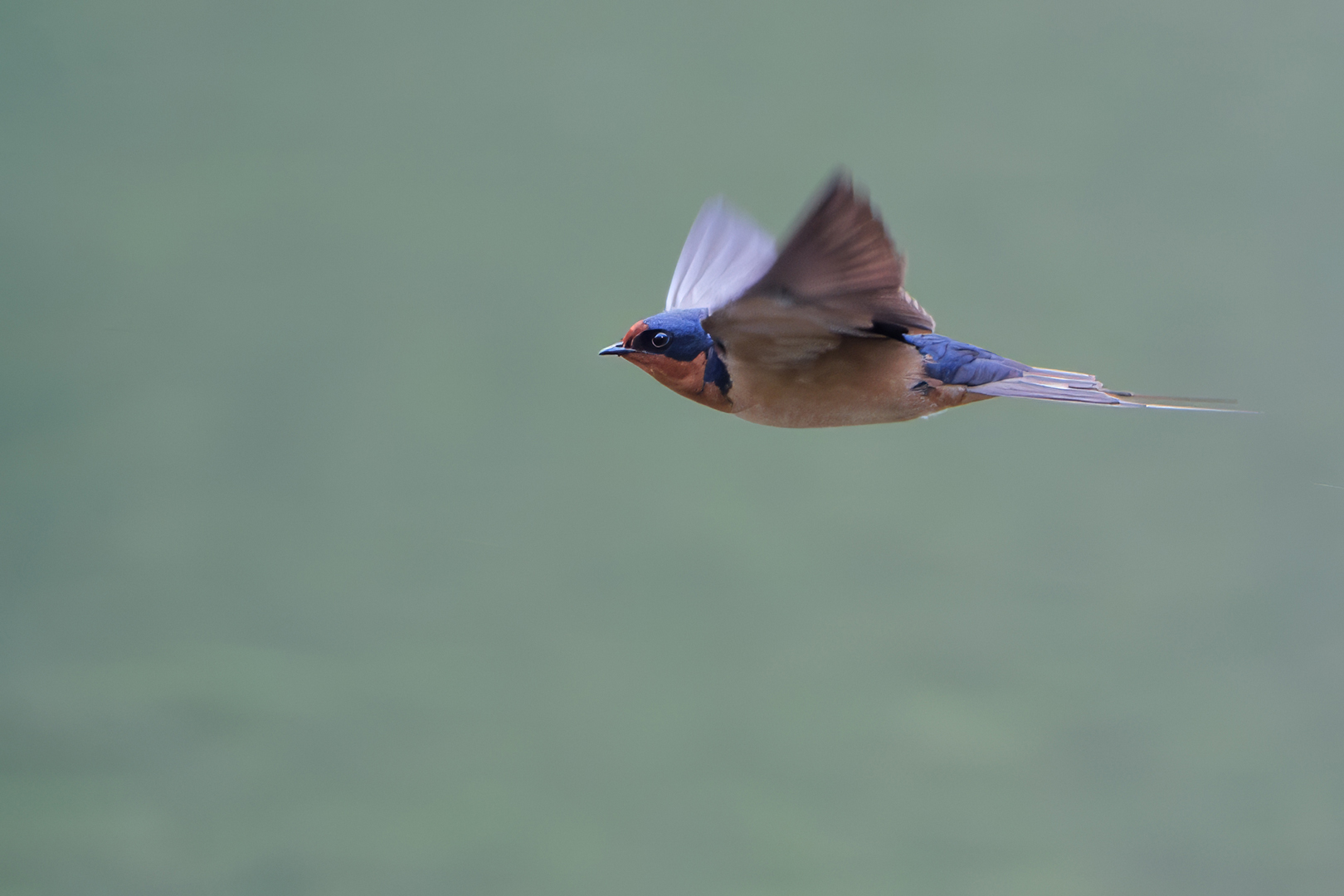 Barn Swallow flight assortment - Nature & Wildlife - Photography - FM ...