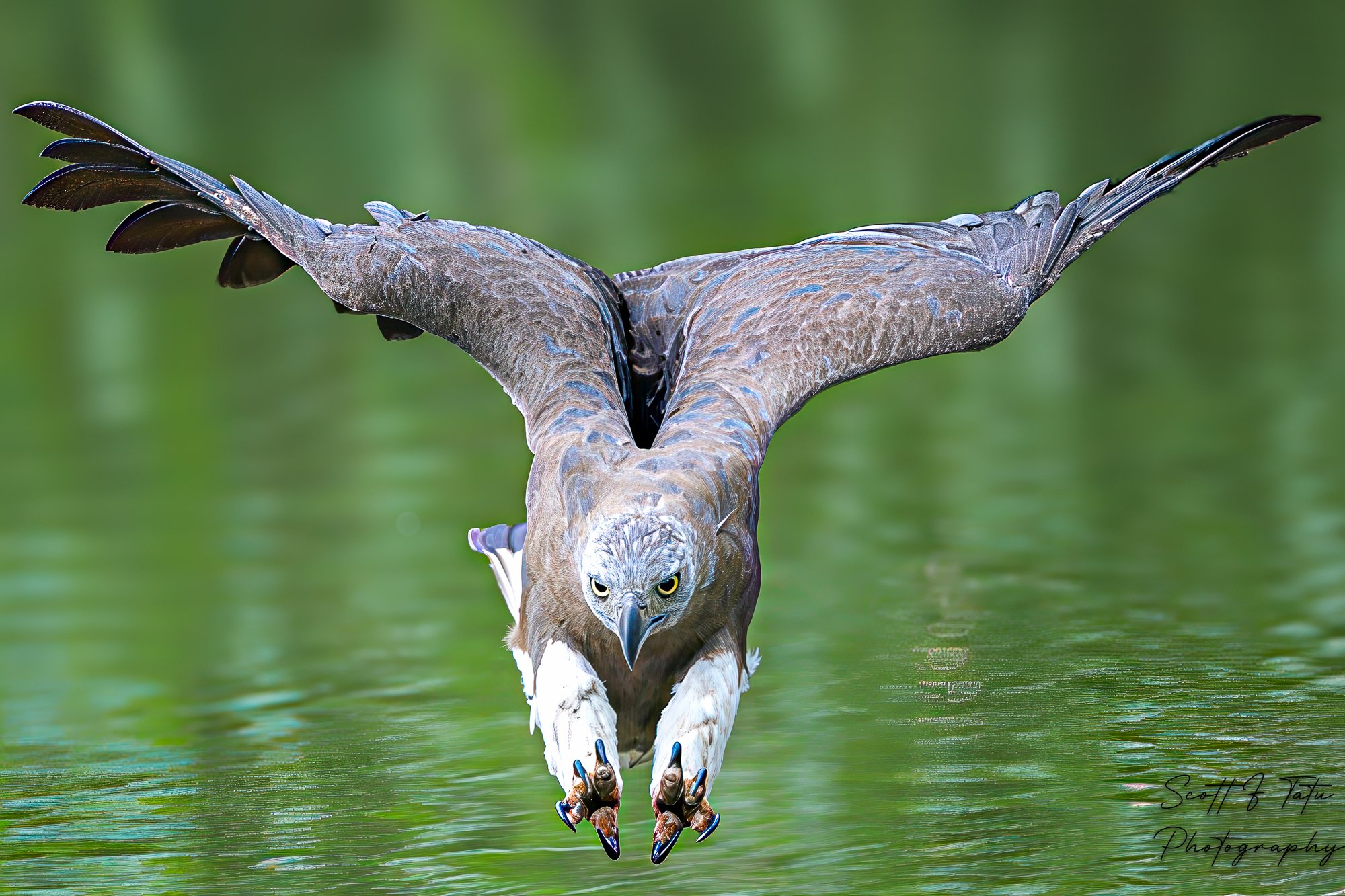 Grey Headed Fish Eagle - Nature & Wildlife - Photography - FM Forums