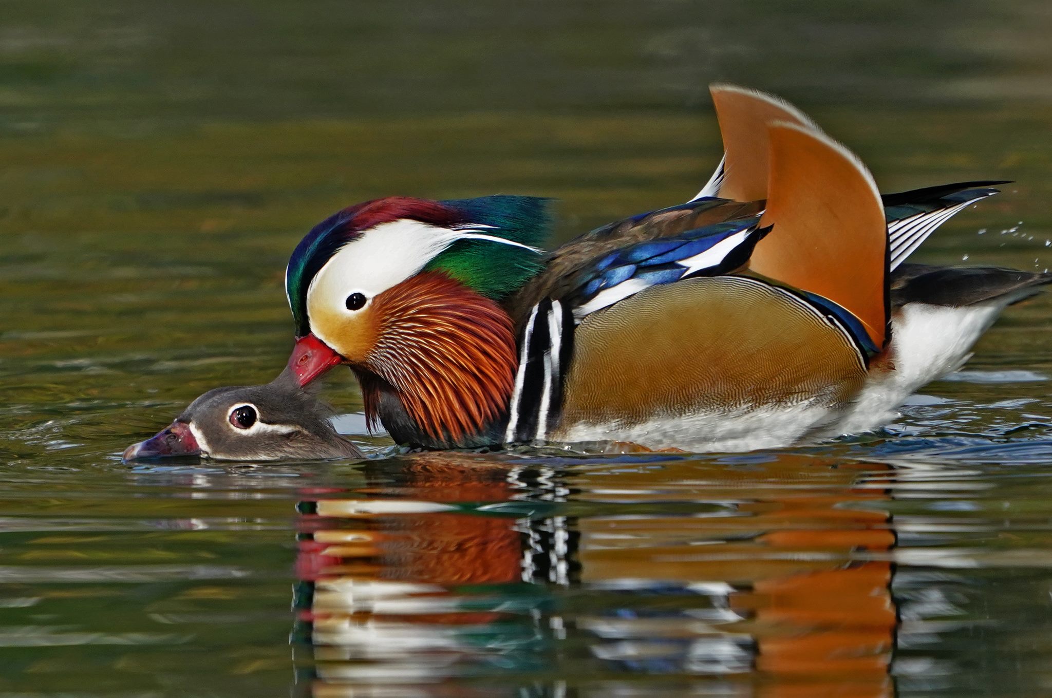 Nature & Wildlife - Photography - FM Forums