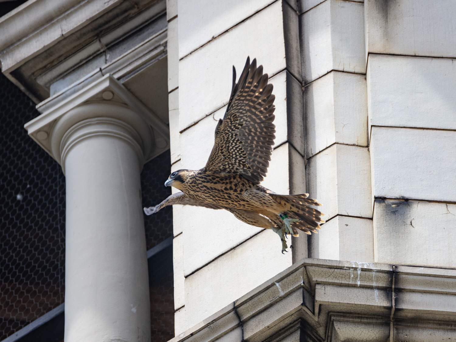 Nature & Wildlife - Photography - FM Forums