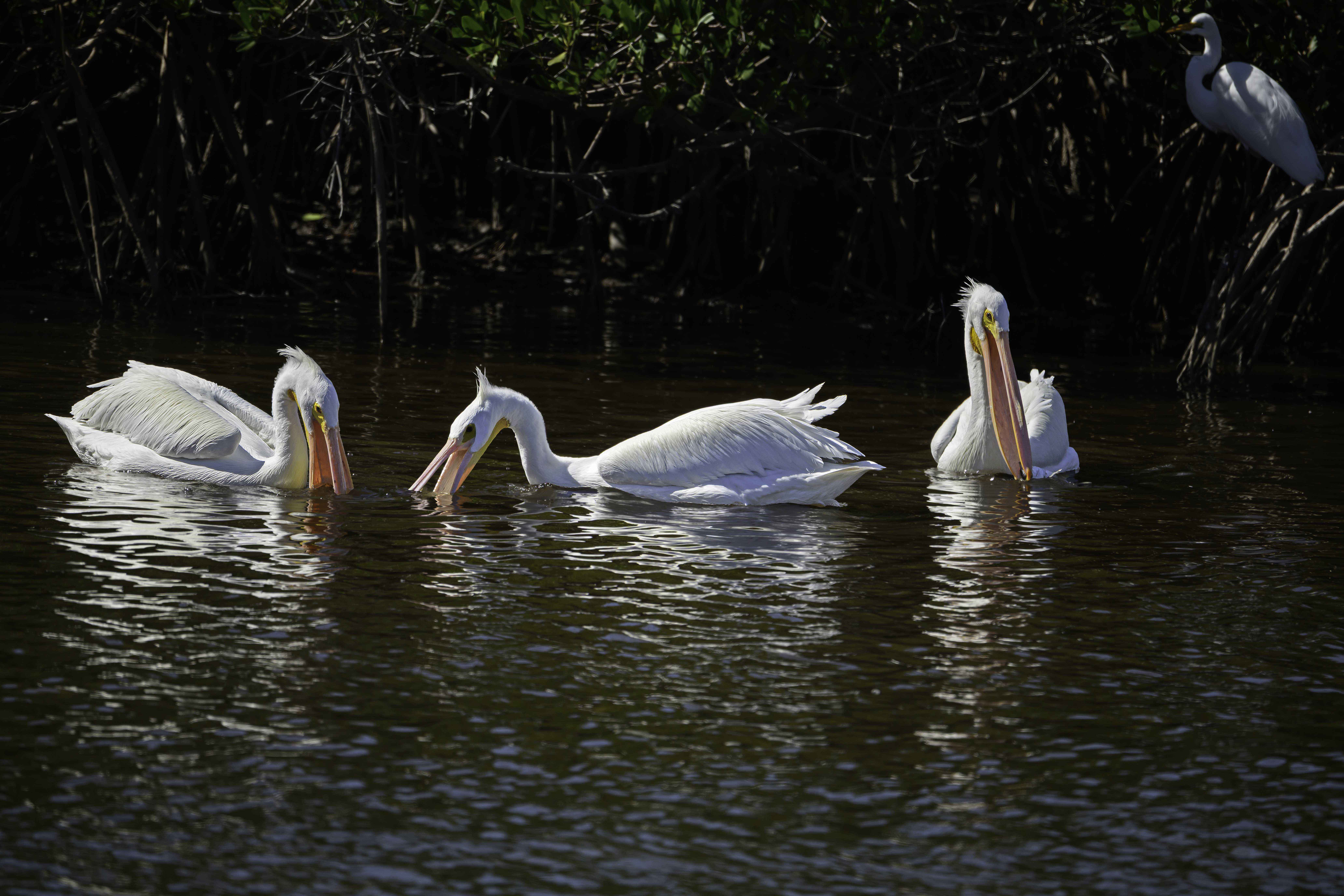 Bird Photos at Ding Darling - Sanibel Island - Nature & Wildlife ...
