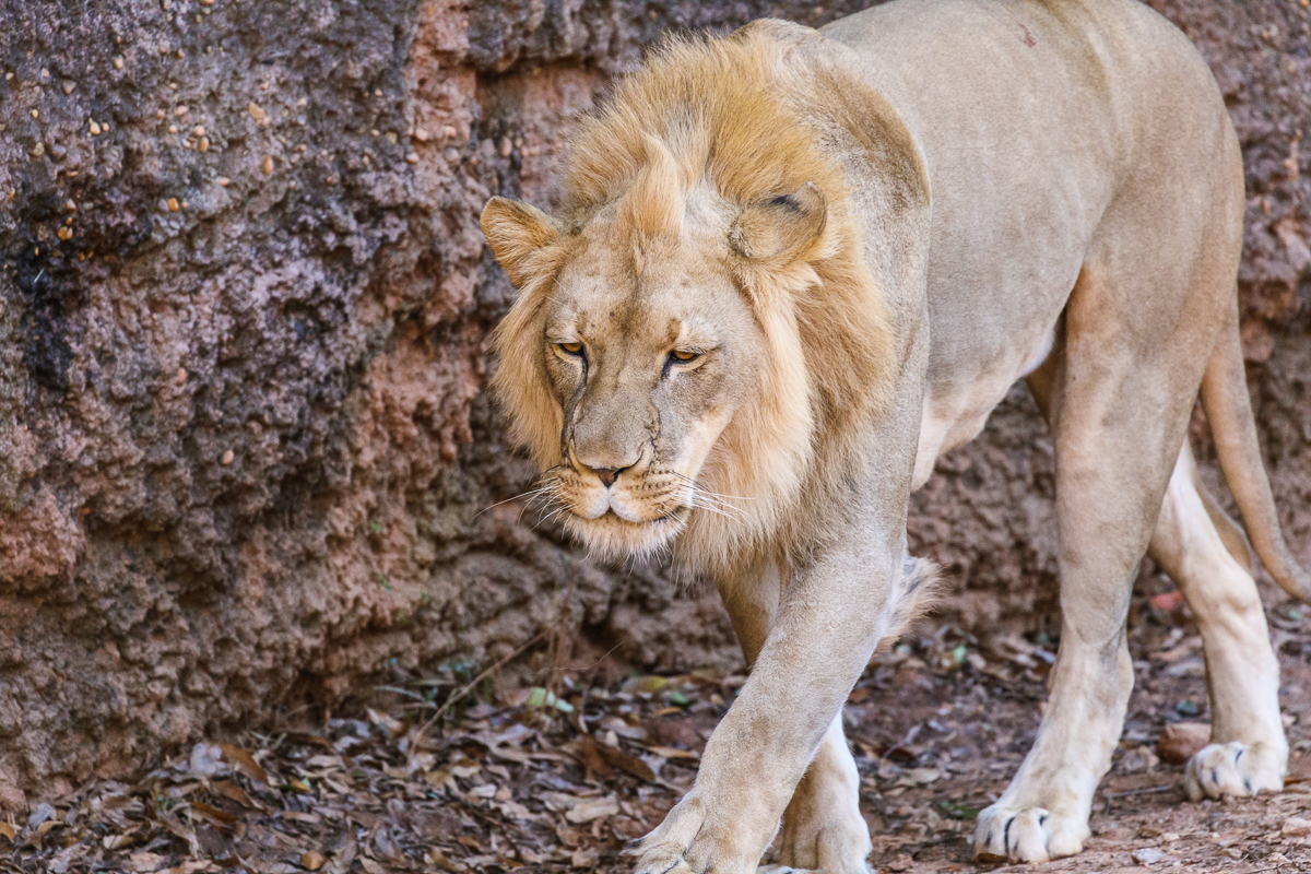 Nature & Wildlife - Photography - FM Forums