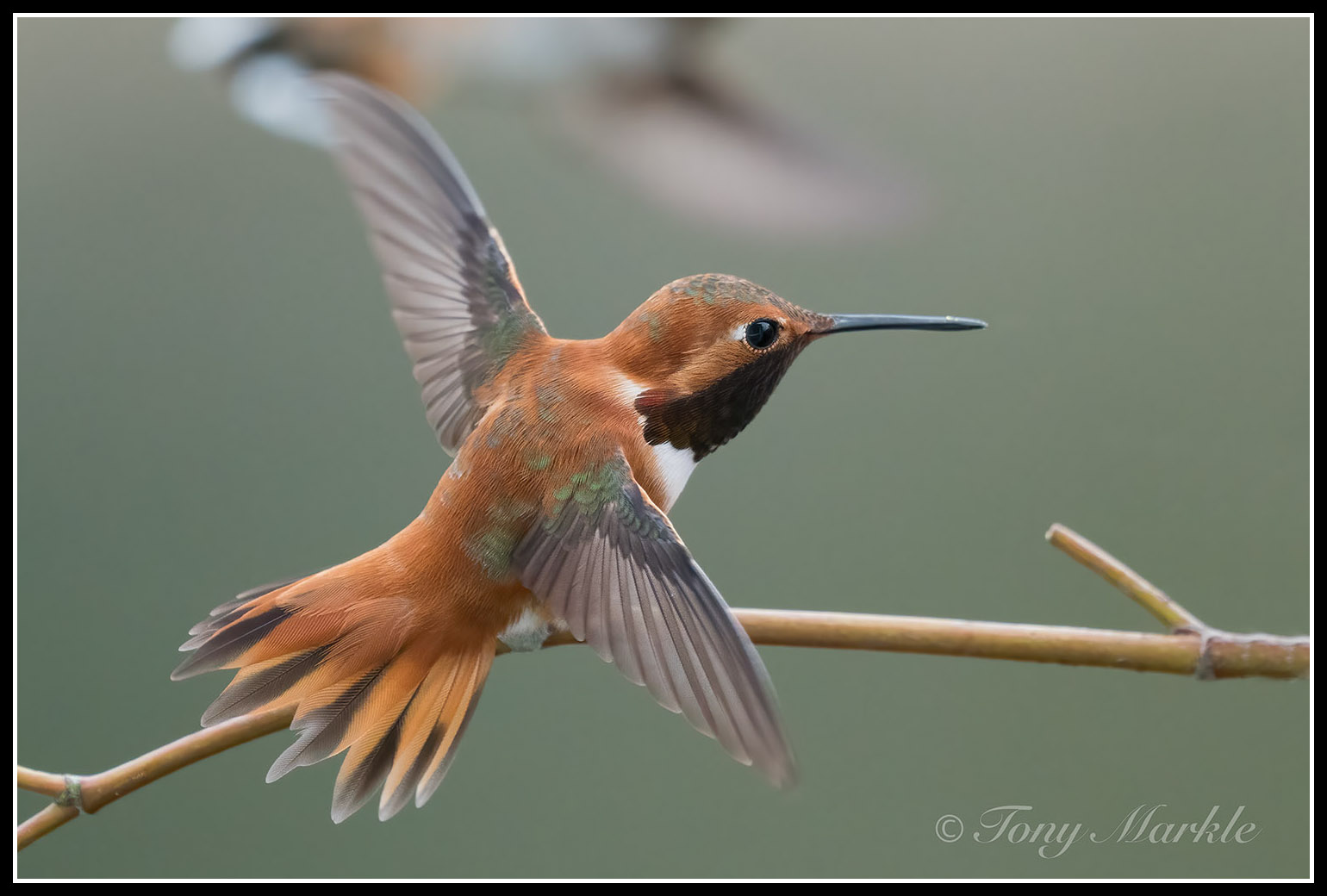 Nature & Wildlife - Photography - FM Forums