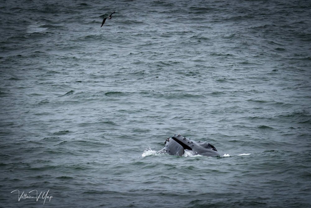 Nature & Wildlife - Photography - FM Forums