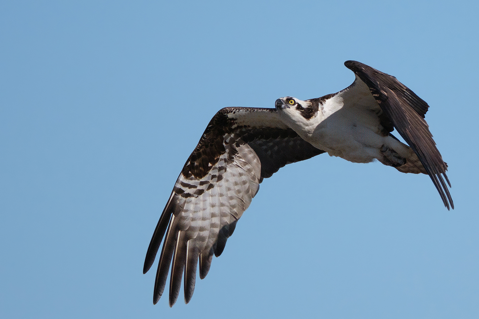 Nature & Wildlife - Photography - FM Forums