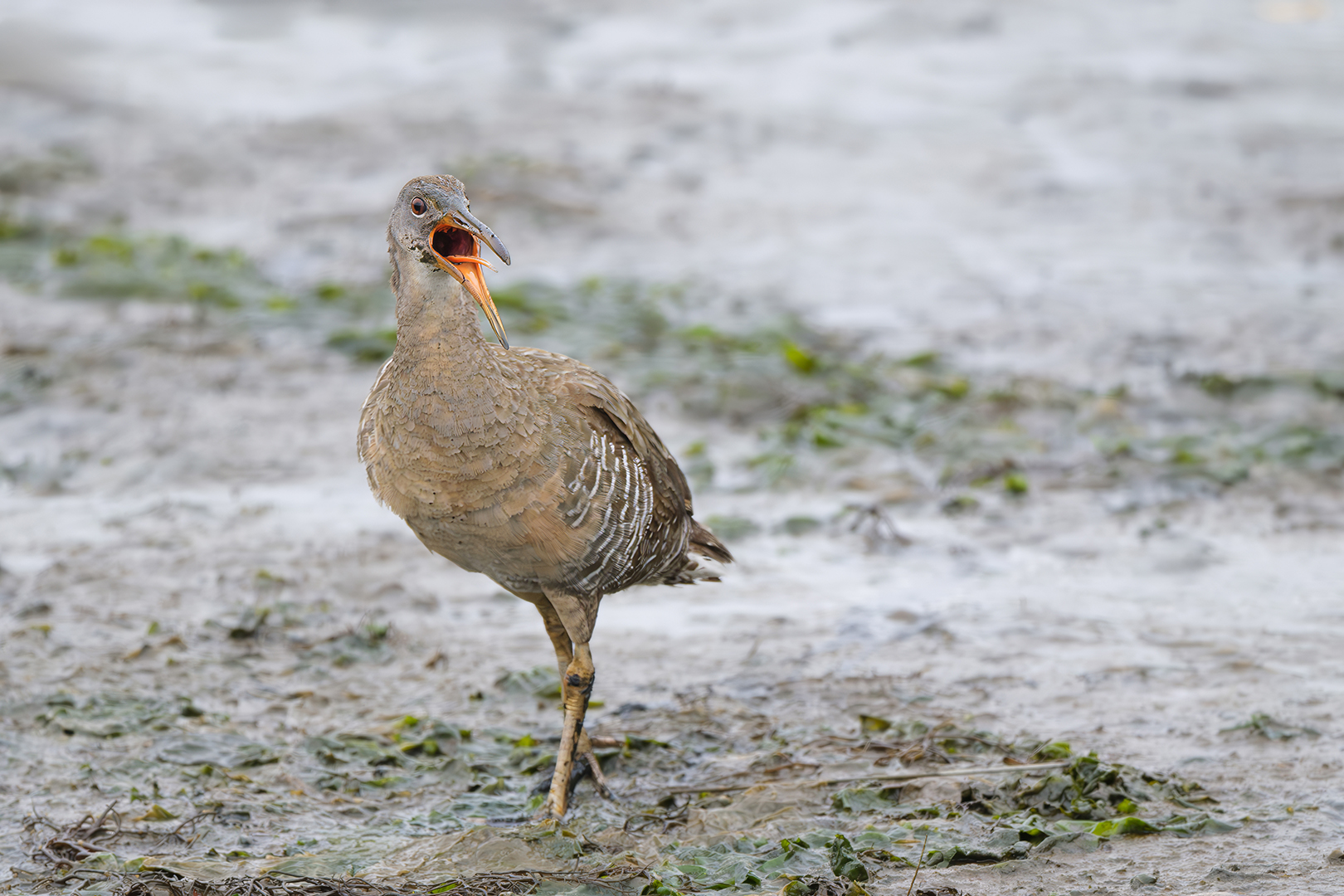 I\'m Loud! - Nature & Wildlife - Photography - FM Forums