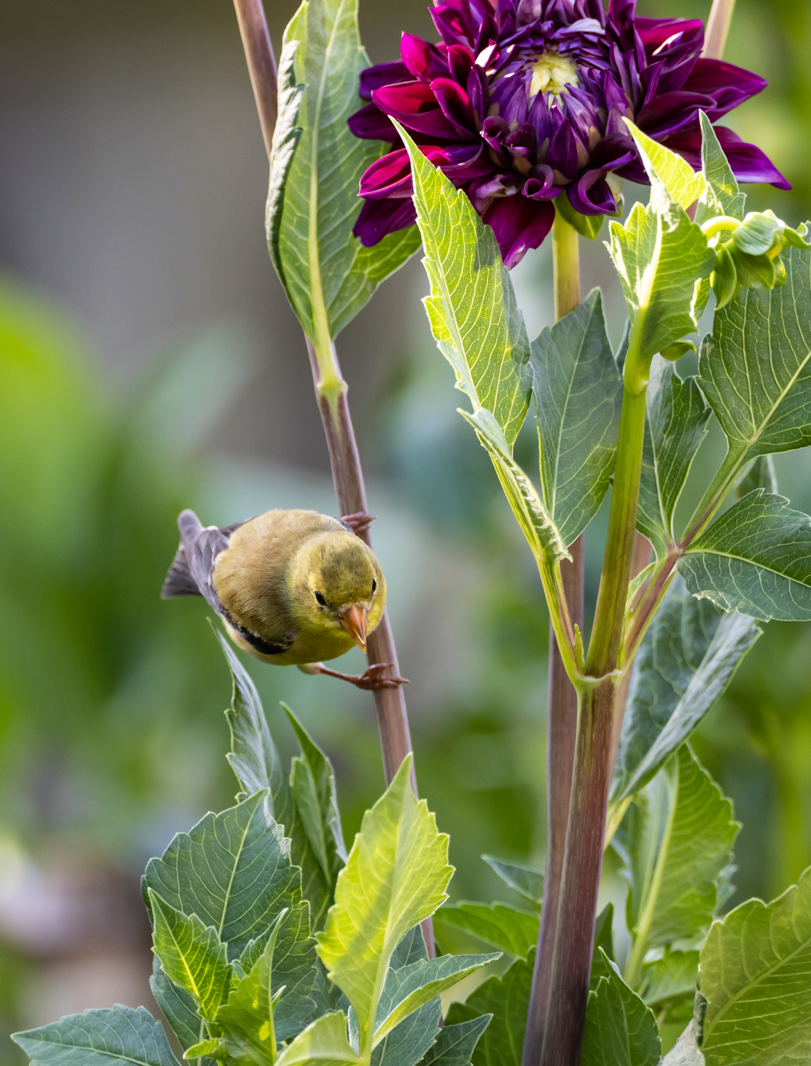Nature & Wildlife - Photography - FM Forums