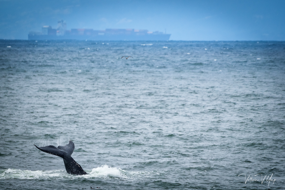 Nature & Wildlife - Photography - FM Forums