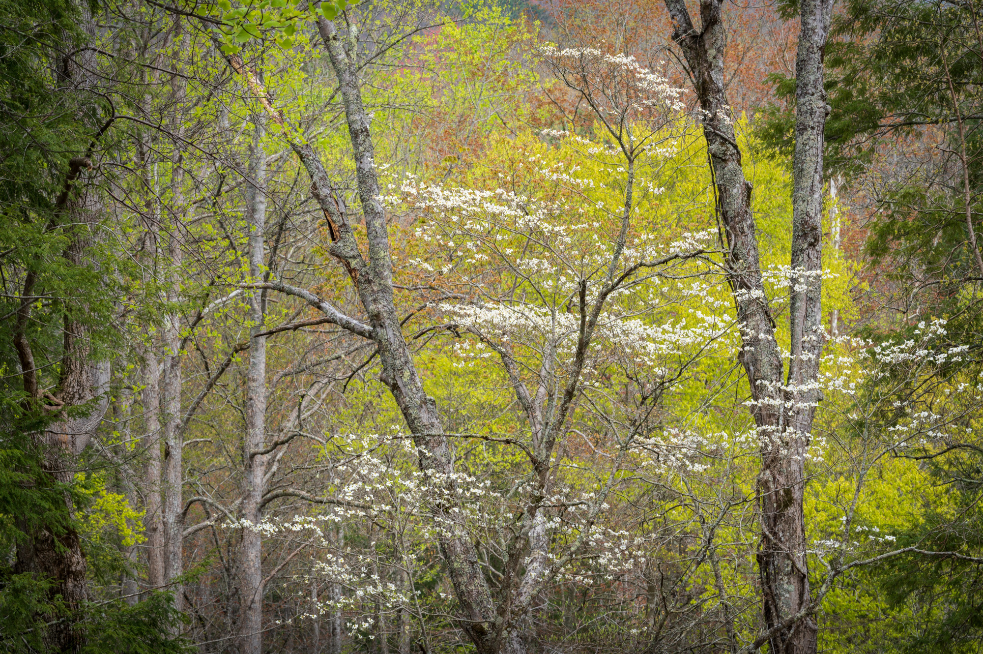 Spring in the Smoky Mountains - Landscape Photographer - Photography ...