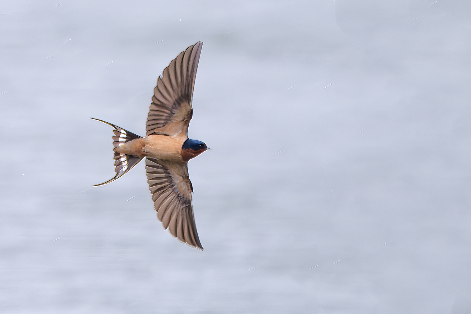 Barn Swallow flight assortment - Nature & Wildlife - Photography - FM ...