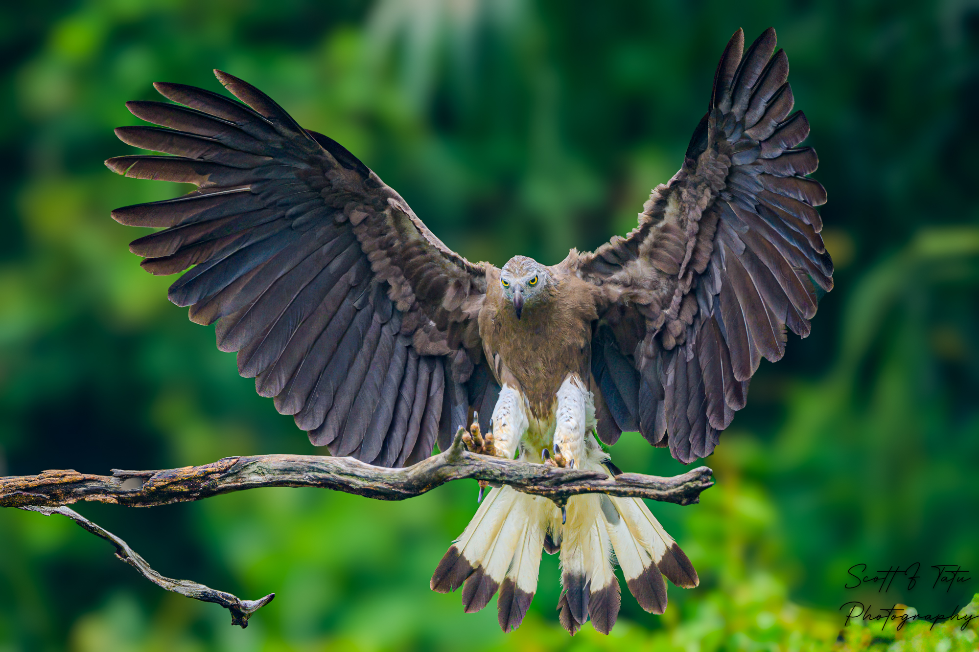 Grey Headed Fish Eagle - Nature & Wildlife - Photography - FM Forums