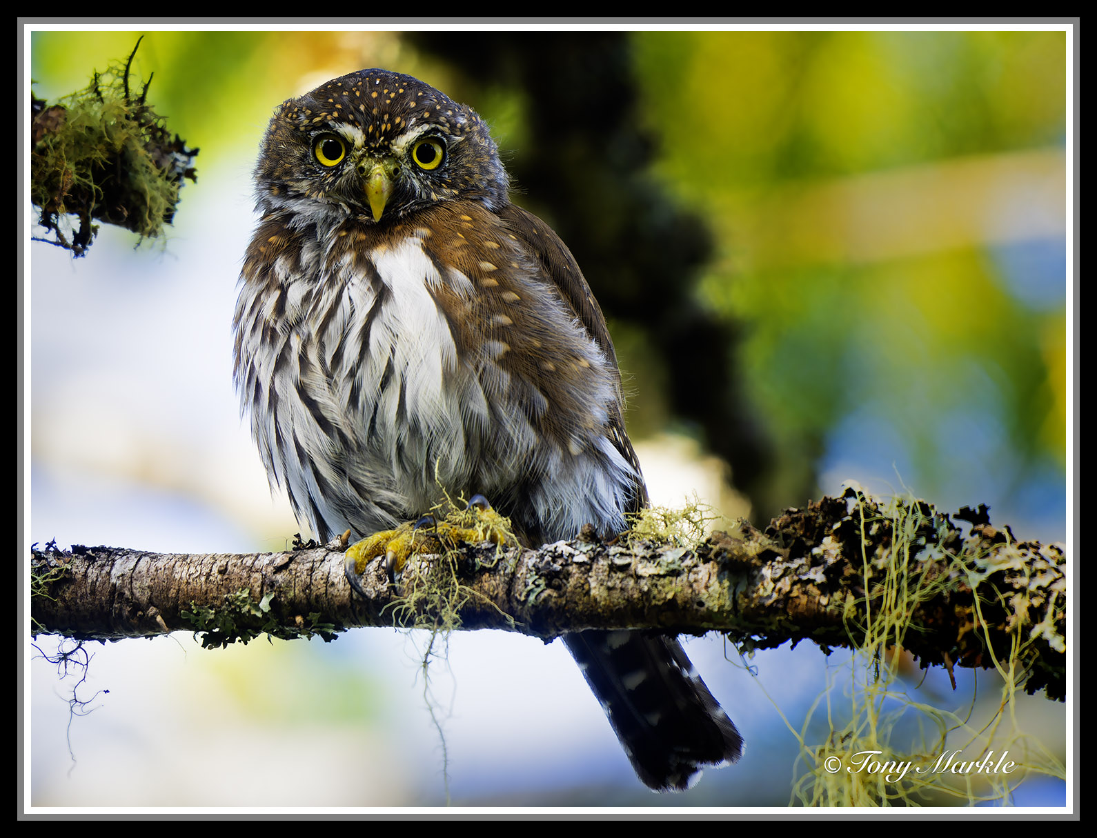 Northern Pygmy Owl??? - Nature & Wildlife - Photography - FM Forums