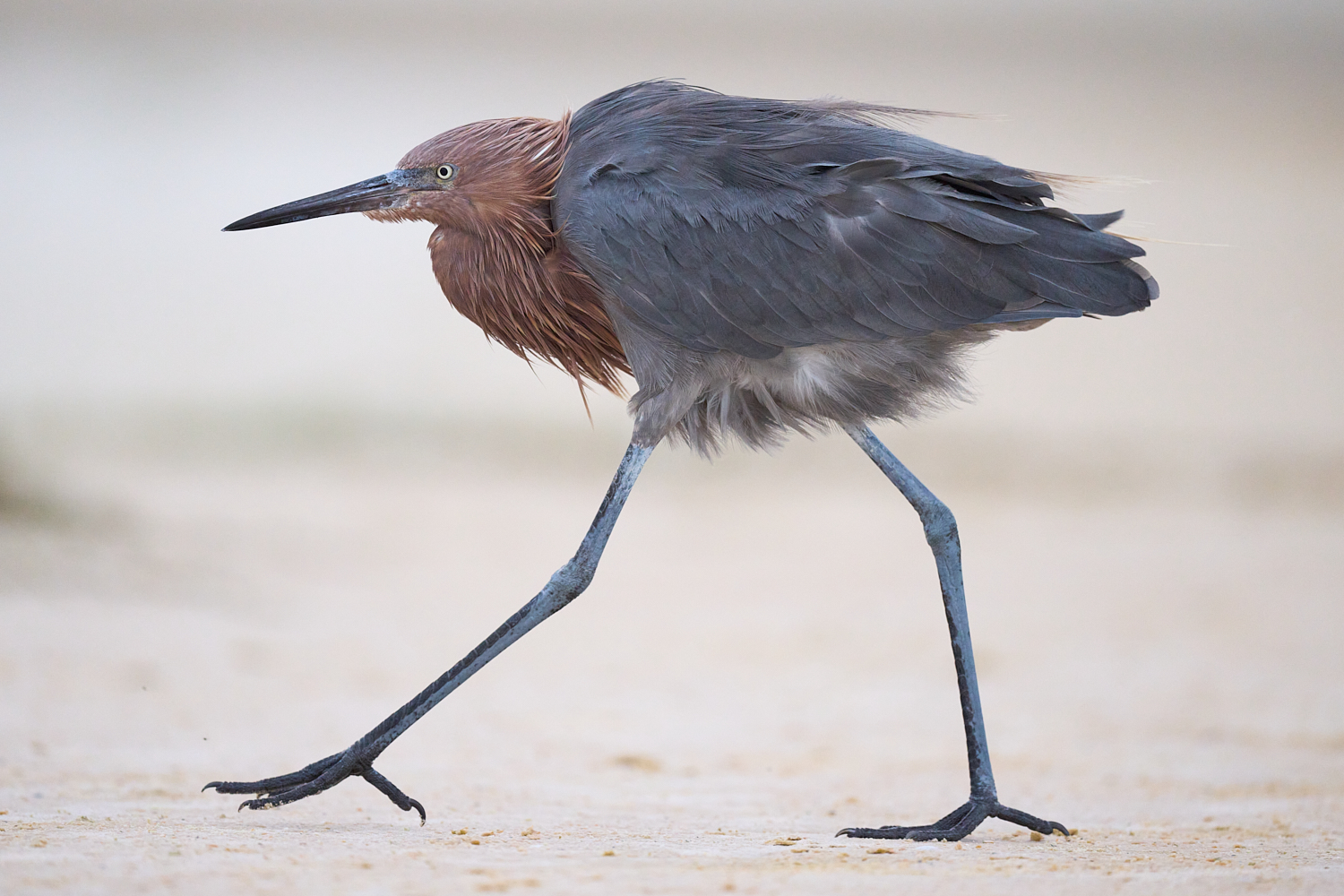 extreme birding - FM Forums