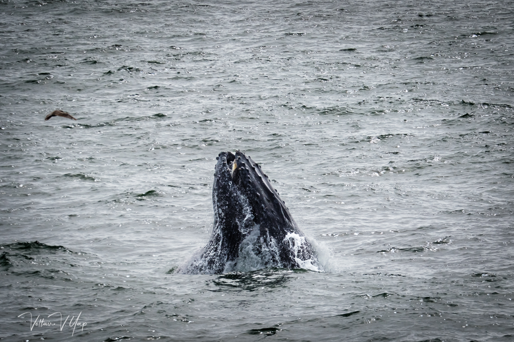 Nature & Wildlife - Photography - FM Forums
