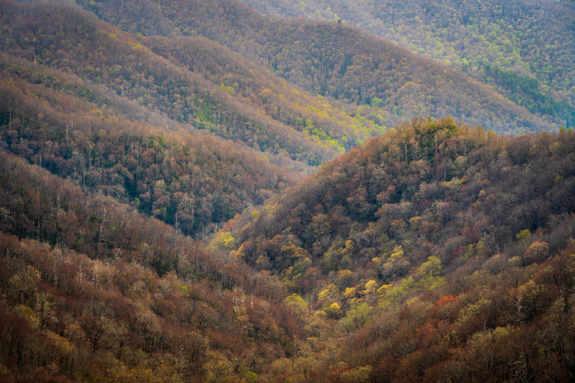 Spring in the Smoky Mountains - Landscape Photographer - Photography ...