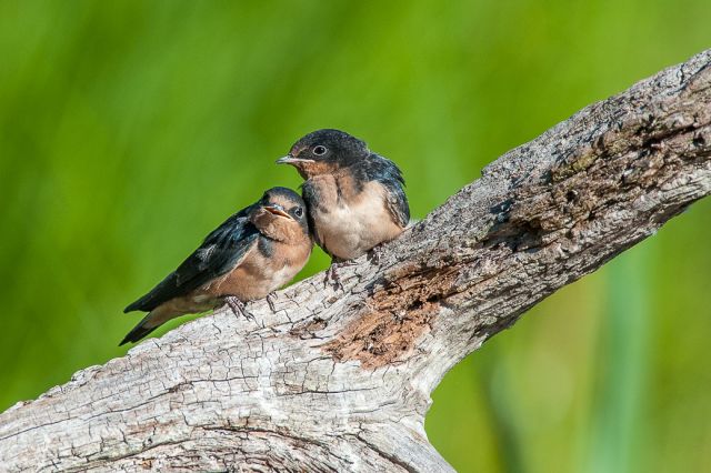 Nature & Wildlife - Photography - FM Forums