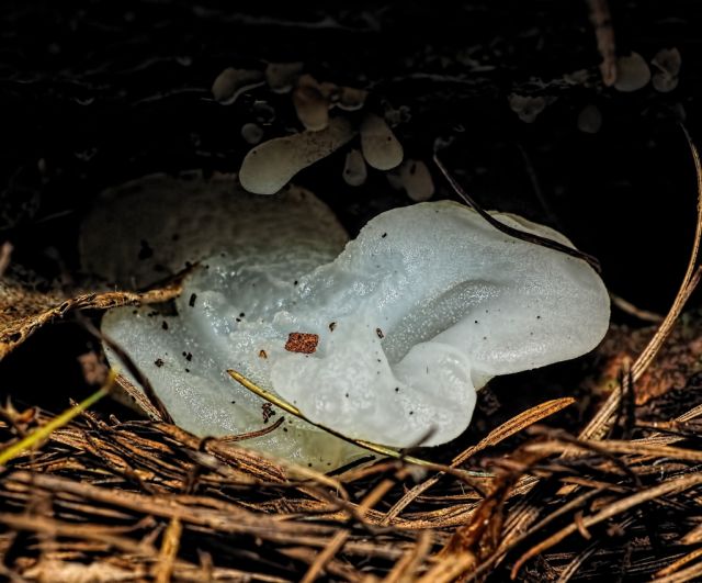 Jelly Tooth Mushroom Pseudohydnum gelatinosum - FM Forums