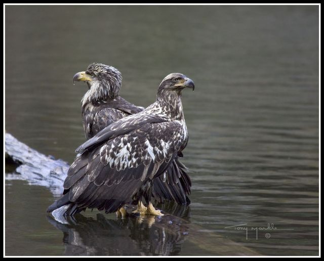 Nature & Wildlife - Photography - FM Forums