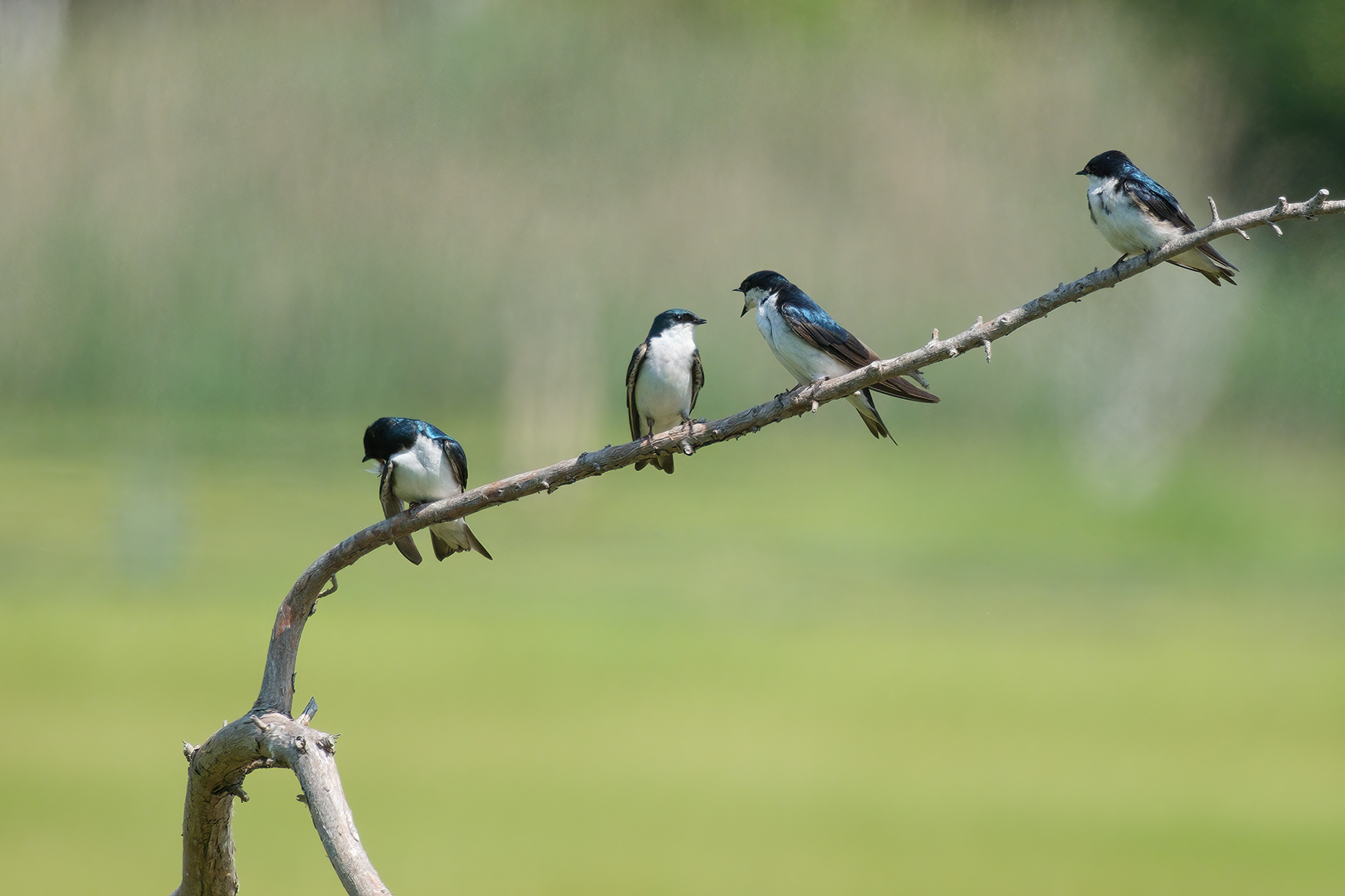 Nature & Wildlife - Photography - FM Forums