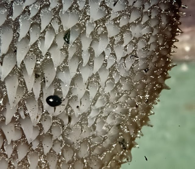 Jelly Tooth Mushroom Pseudohydnum gelatinosum - FM Forums