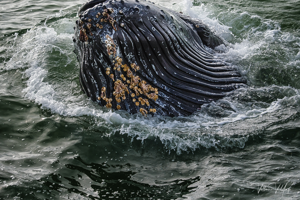 Nature & Wildlife - Photography - FM Forums