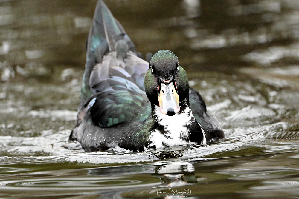 Nature & Wildlife - Photography - FM Forums