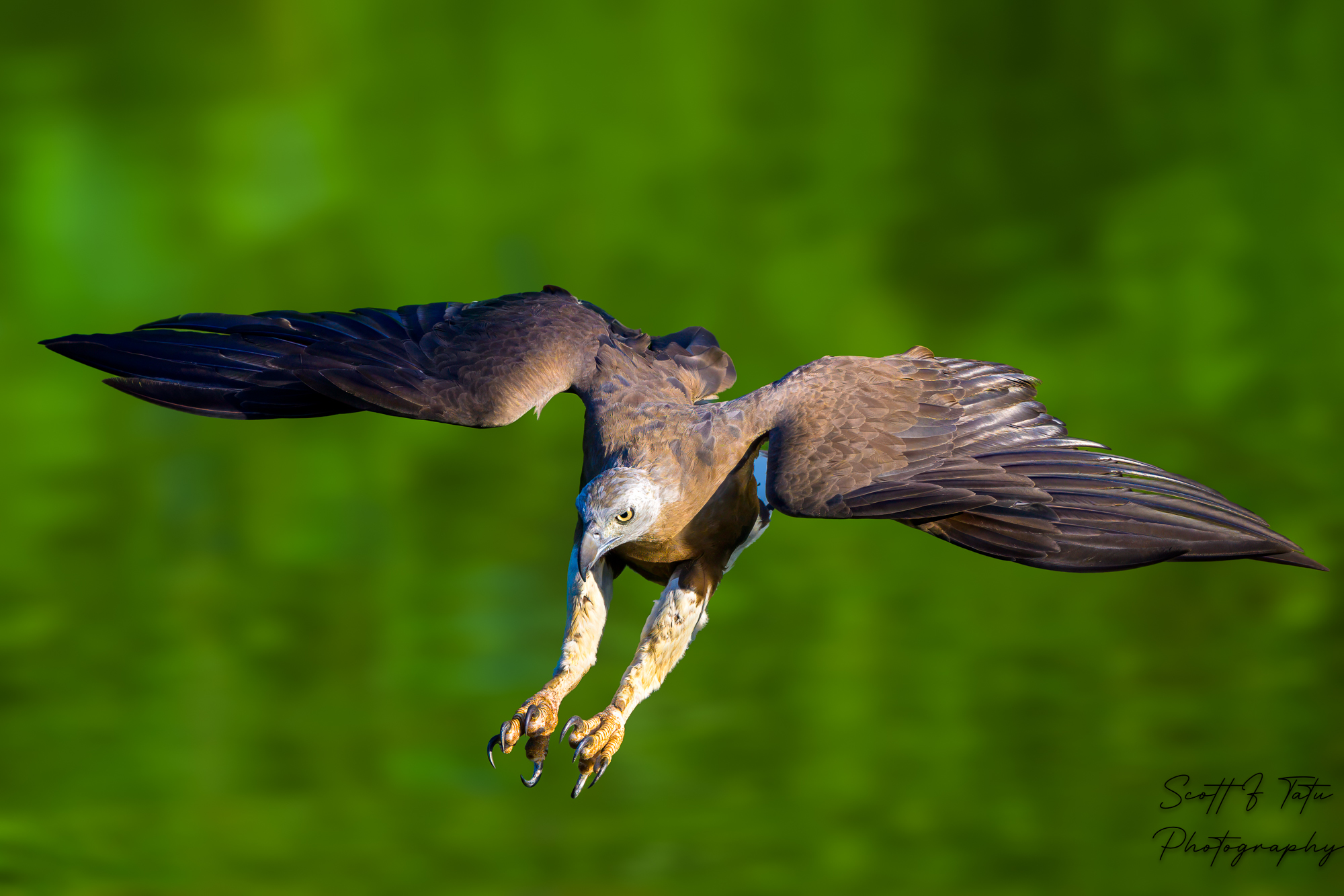 Grey Headed Fish Eagle - Nature & Wildlife - Photography - FM Forums