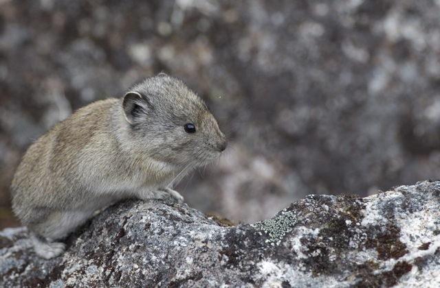 Collared Pika - FM Forums
