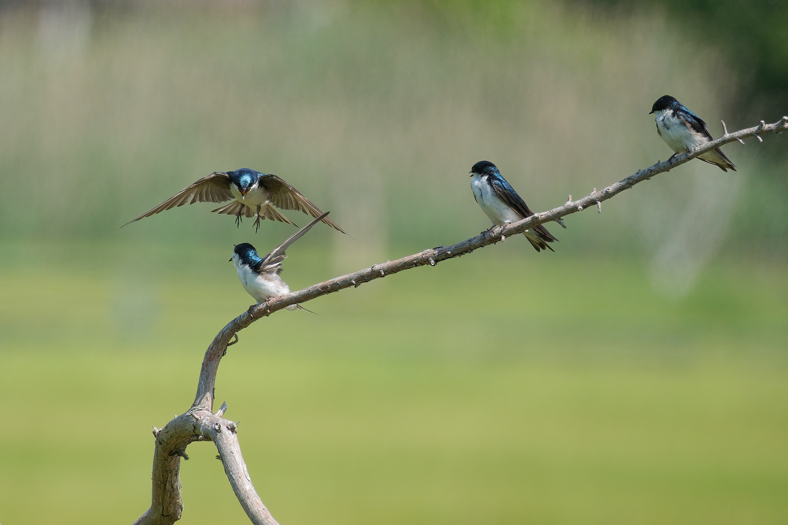 Nature & Wildlife - Photography - FM Forums
