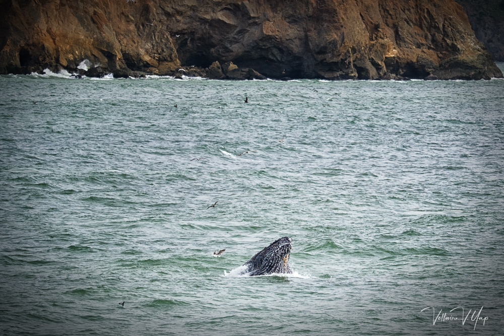 Nature & Wildlife - Photography - FM Forums