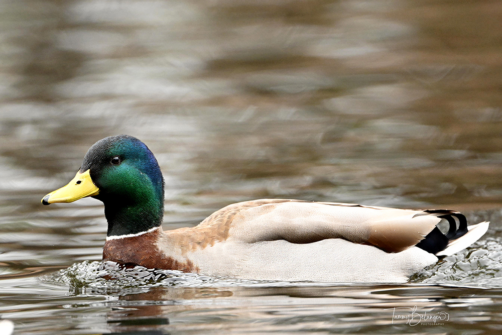 Nature & Wildlife - Photography - FM Forums