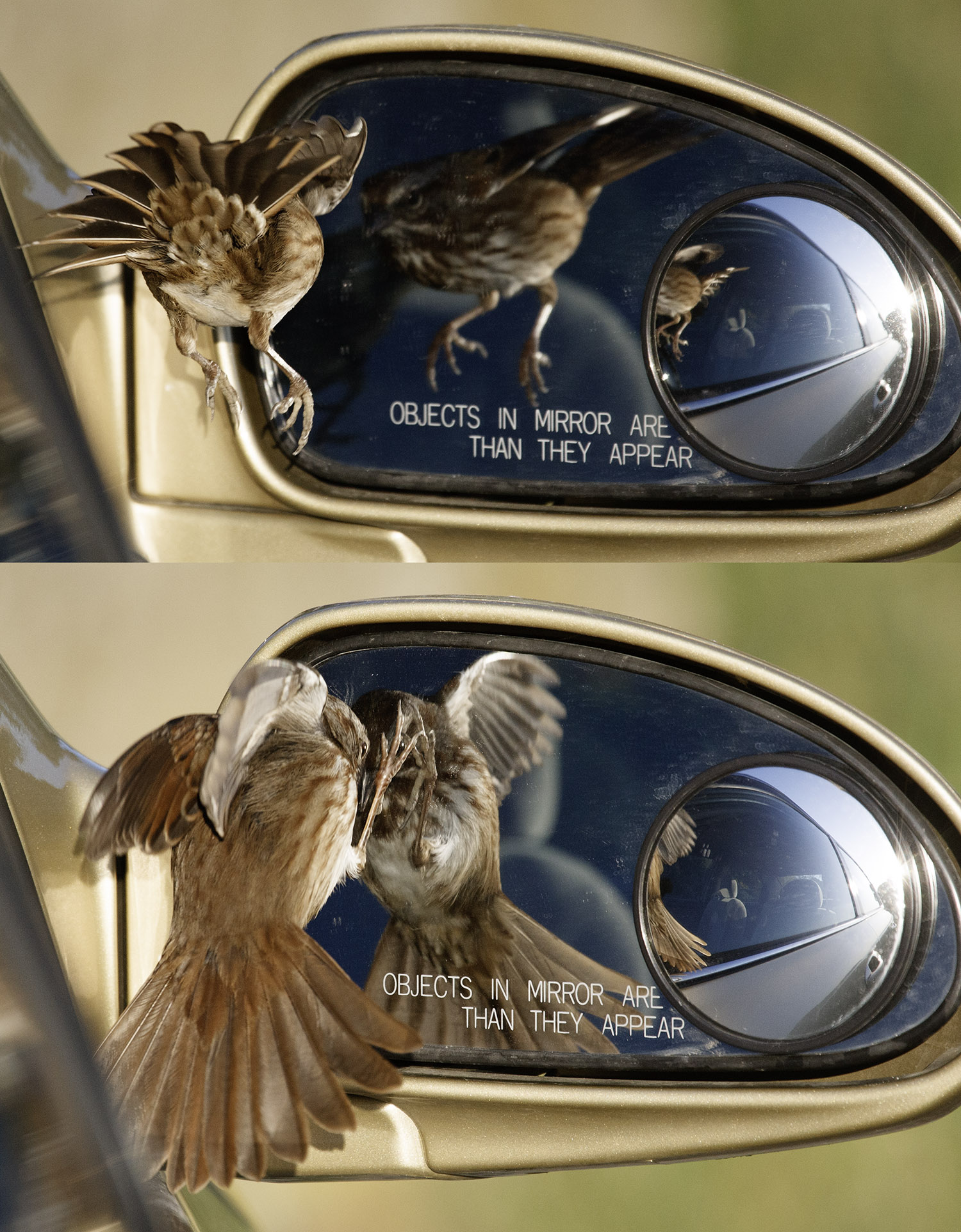 Attack Sparrow - Nature & Wildlife - Photography - FM Forums