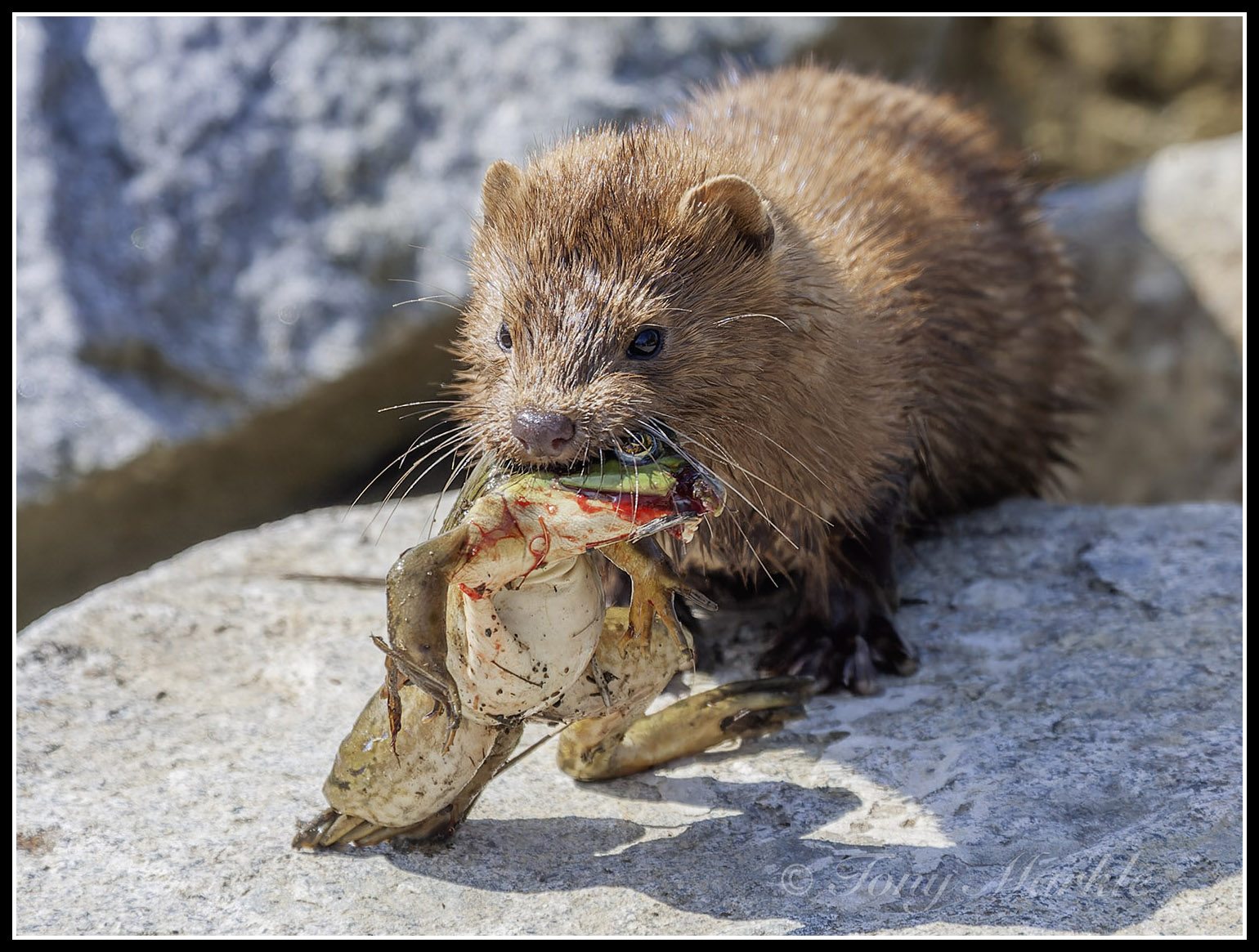 Nature & Wildlife - Photography - FM Forums