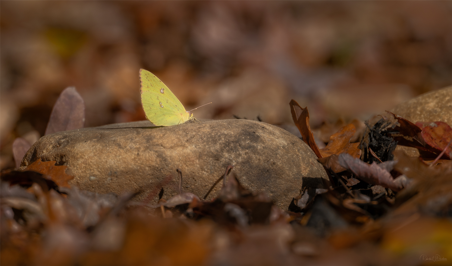 Hawk, Chipmunk and the Butterfly- The Wonders of Nature- Edited with ...