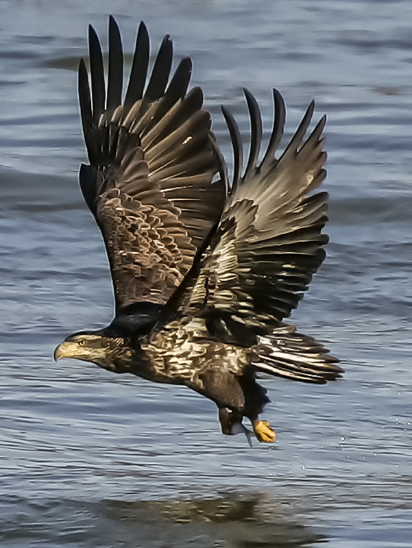 Nature & Wildlife - Photography - FM Forums