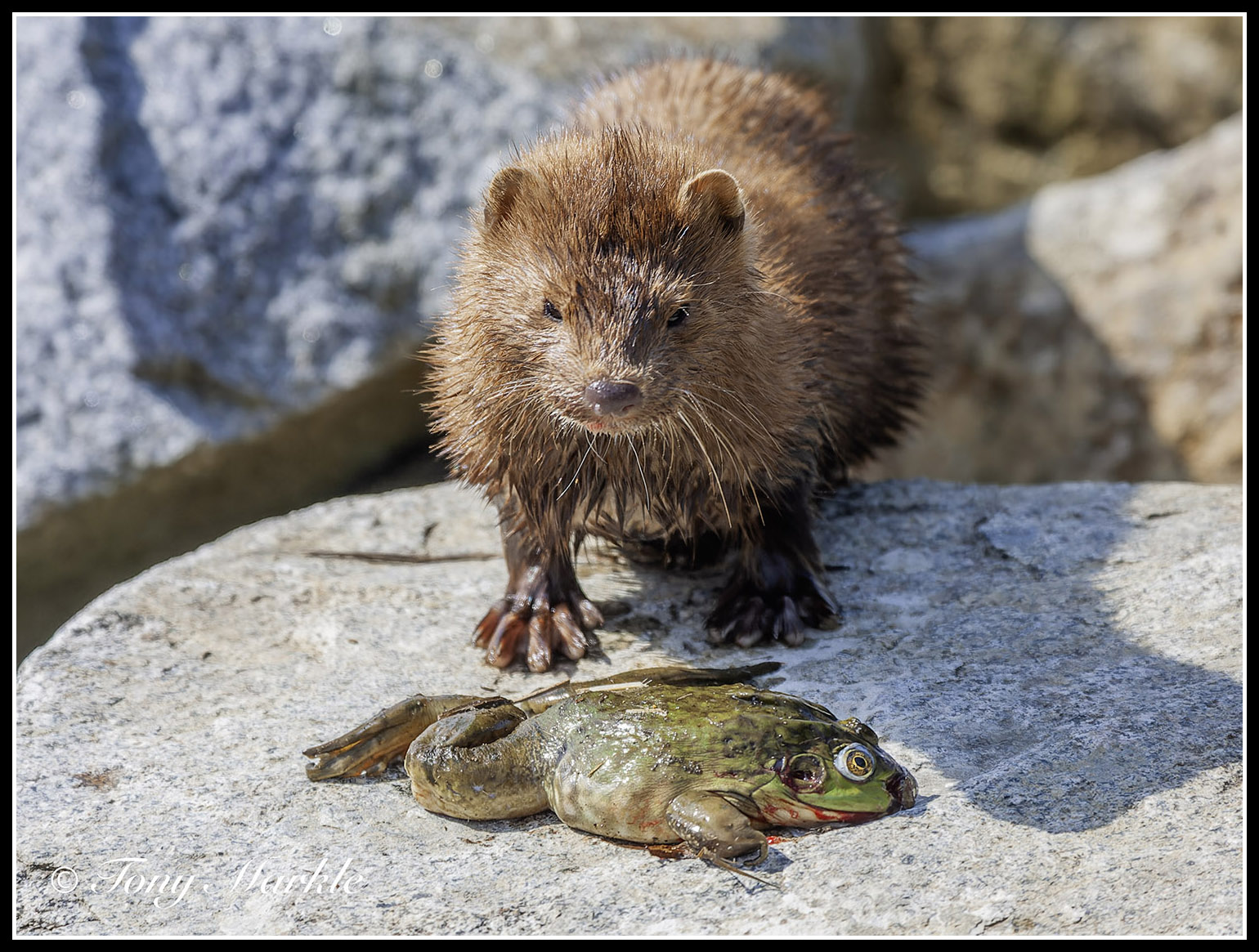 Nature & Wildlife - Photography - FM Forums