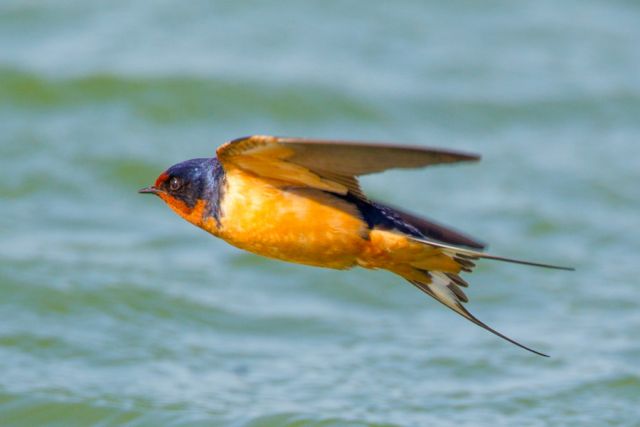 Swooping Swallows - FM Forums